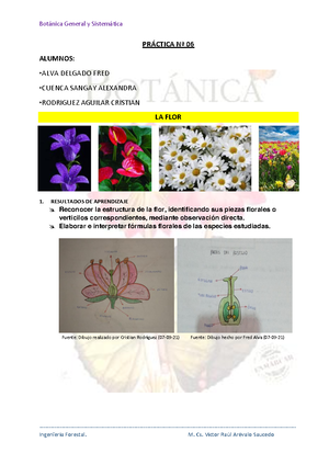 29Chiric sanango - Chiric sanango Chuchuhuasha Brunfelsia grandiflora D ...