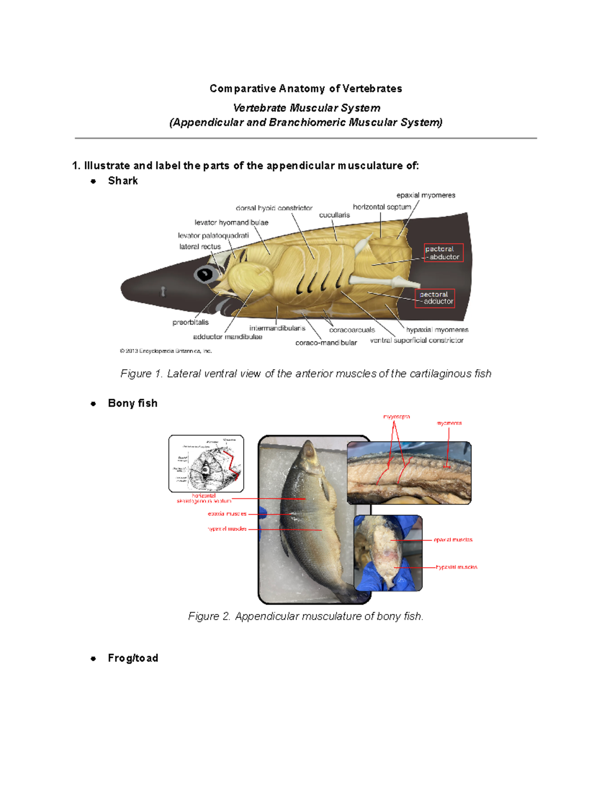 Laboratory Exercise Vertebrate Muscular System (Appendicular and ...