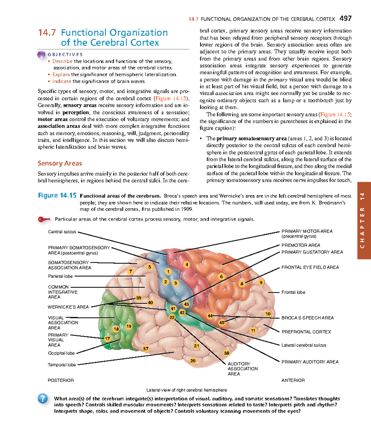 Anatomyand Physiology-177 - C H A P T E R 1 4 14 FUNCTIONAL ...
