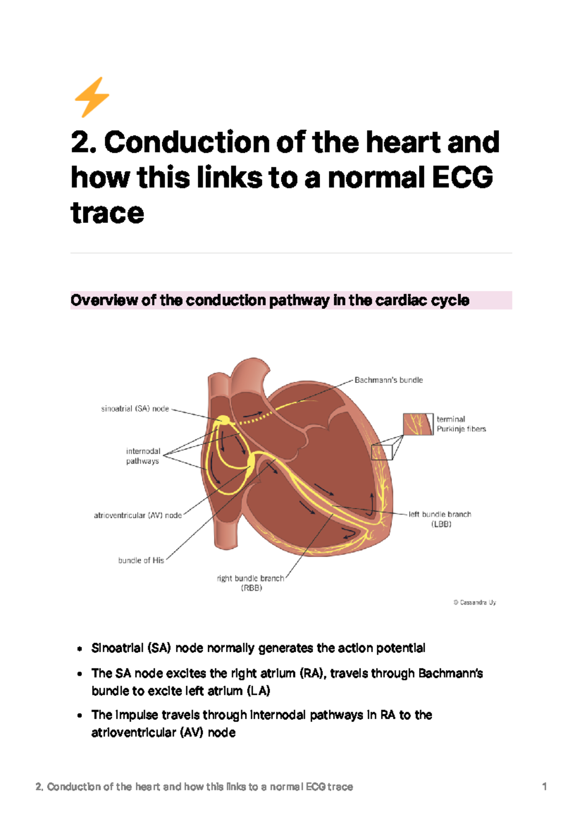 The cardiac action potential and the normal ECG - ⚡ 2. Conduction of ...