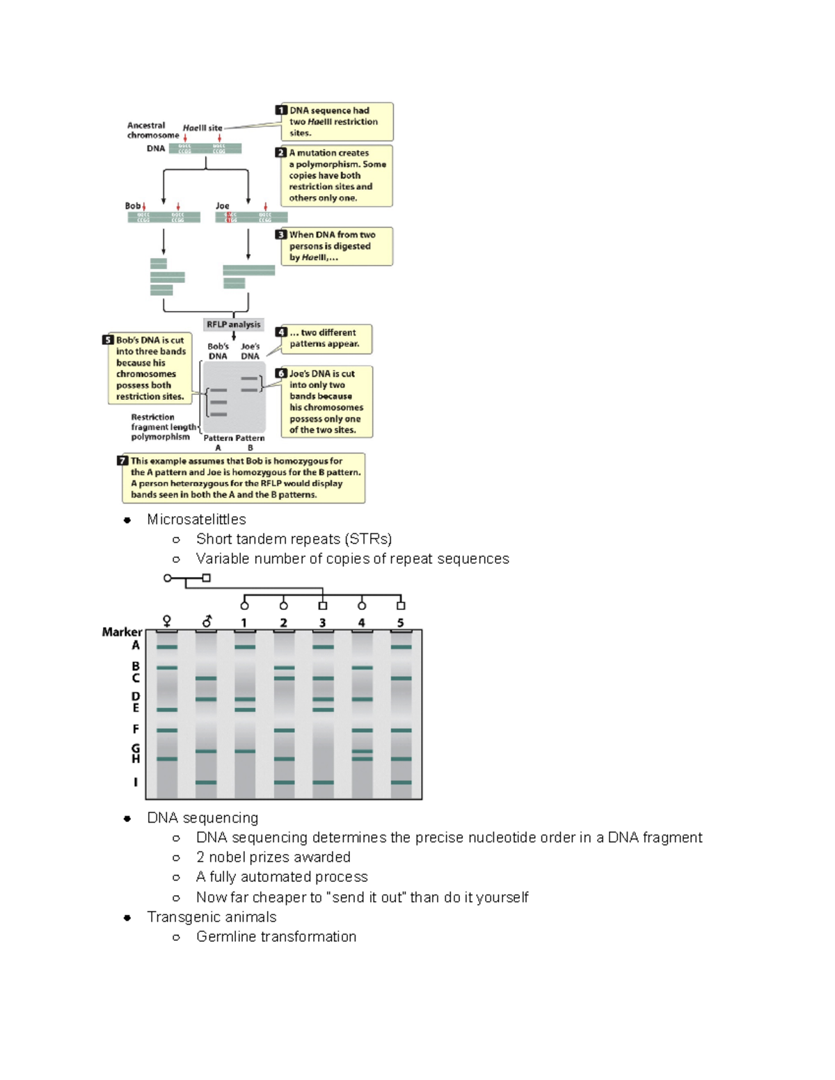 Genetics Chapter 19 Notes Part 5 - Microsatelittles Short tandem ...