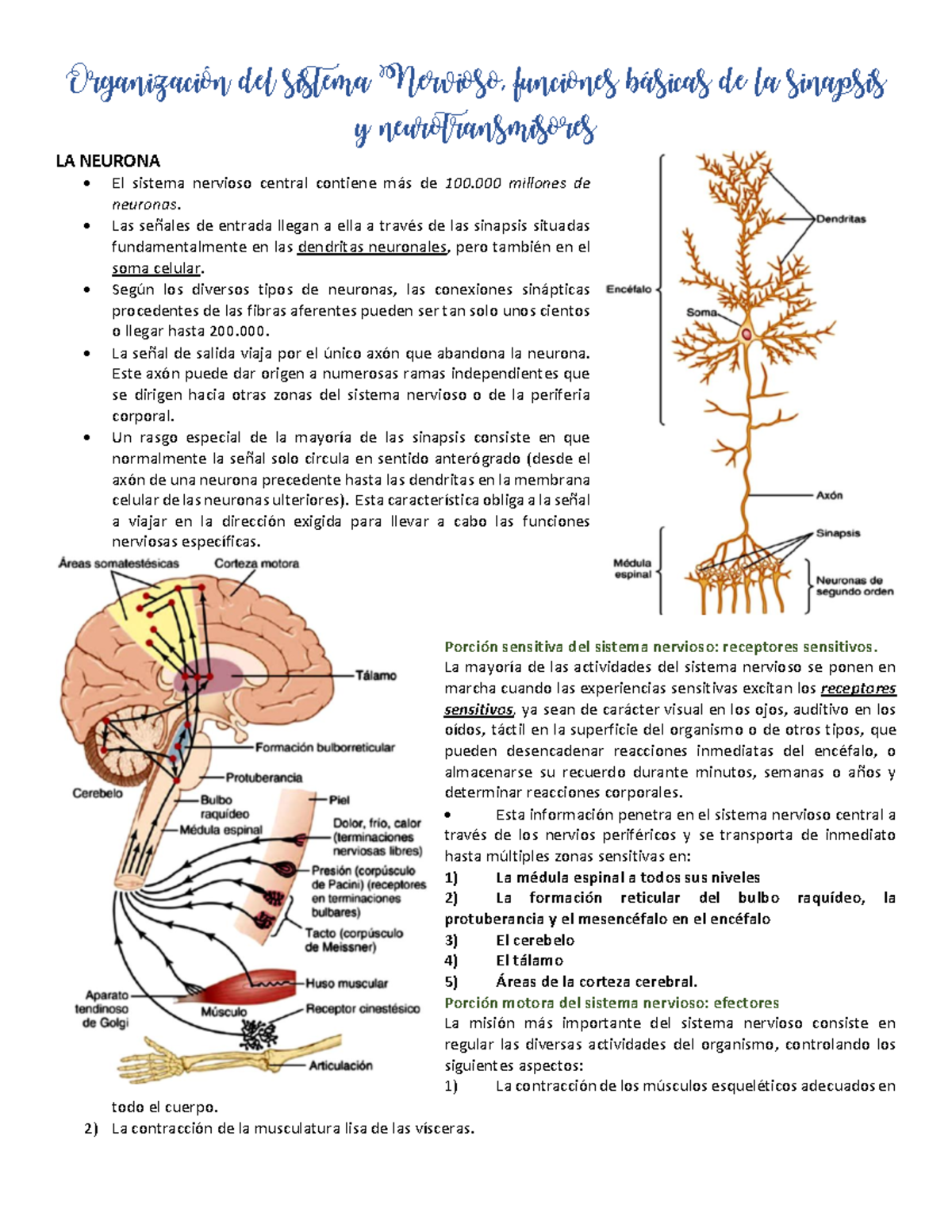 Capítulo 46 Sistema Nervioso - OrganizaciÛn del sistema Nervioso ...