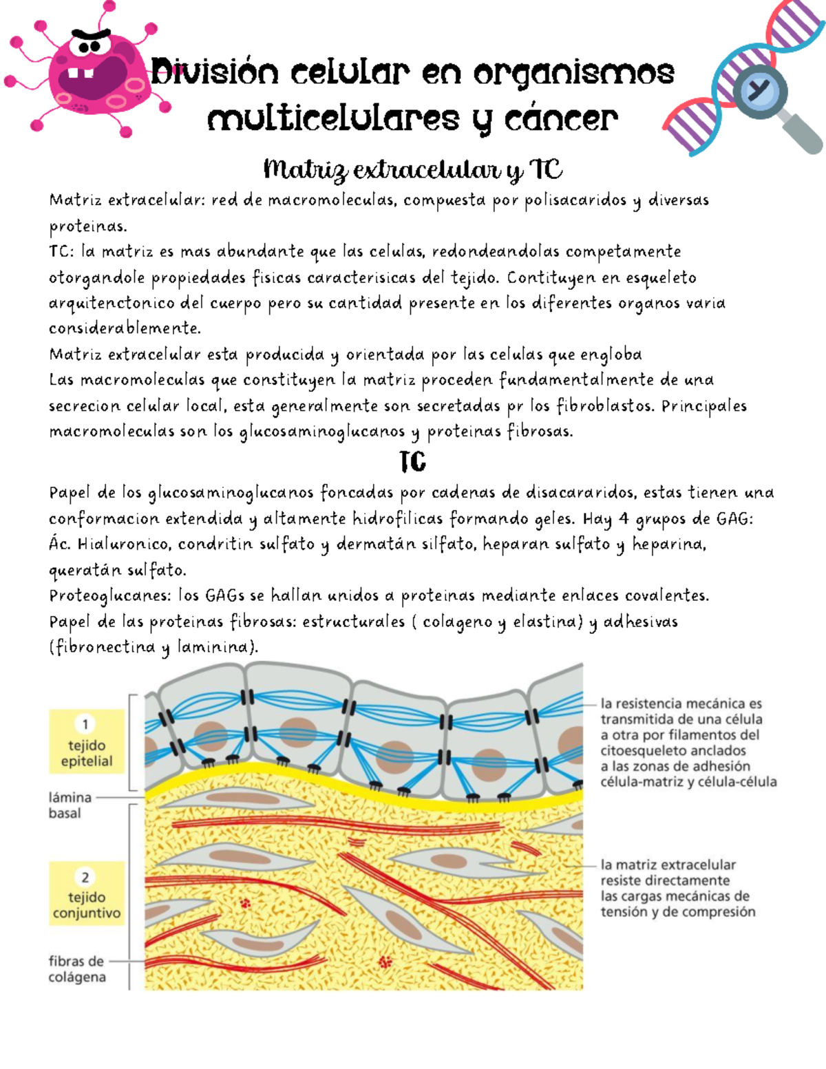 Cancer - apuntes - Matriz extracelular y TC Matriz extracelular: red de ...