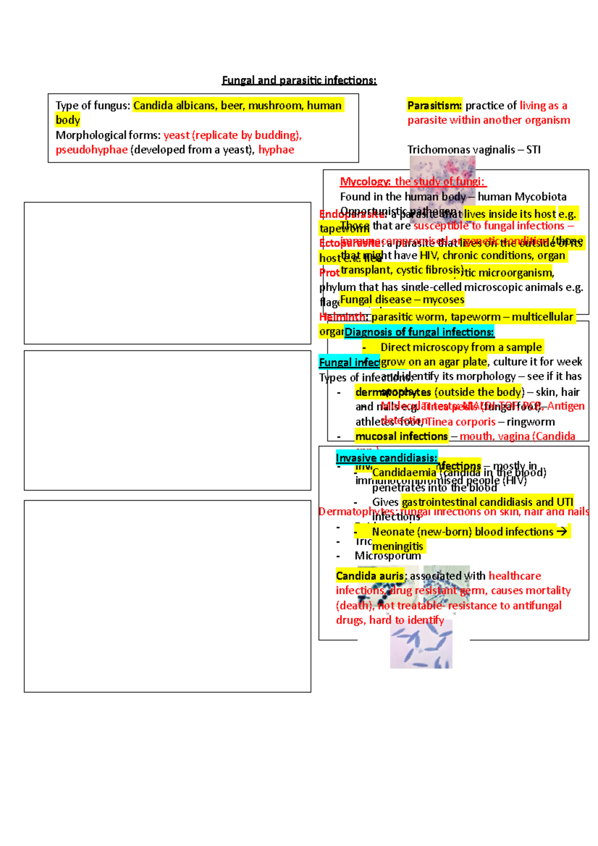 Fungal and parasitic infections - Tinea pedis (fungal foot)– athletes ...