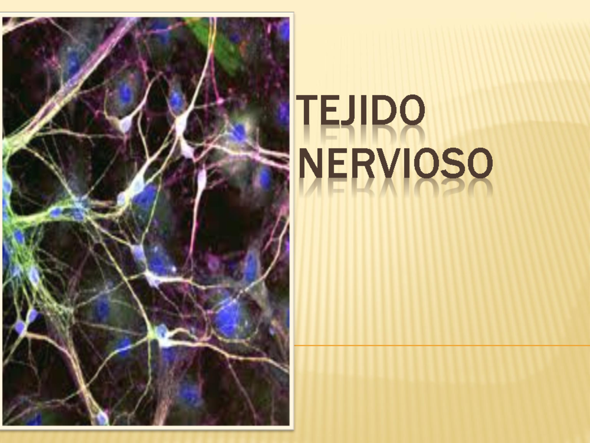 Apuntes, El Tejido Nervioso Su Histologia Y Configuracion Bioquimica ...