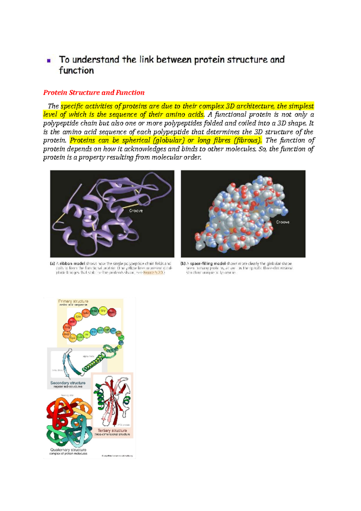 Week 6 - Lecture notes 6 - Protein Structure and Function The specific ...