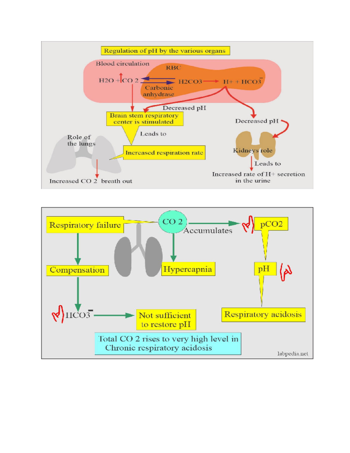 WEEK 4 Flashcards - Flash cards summarizing info - Regulation of pH the ...