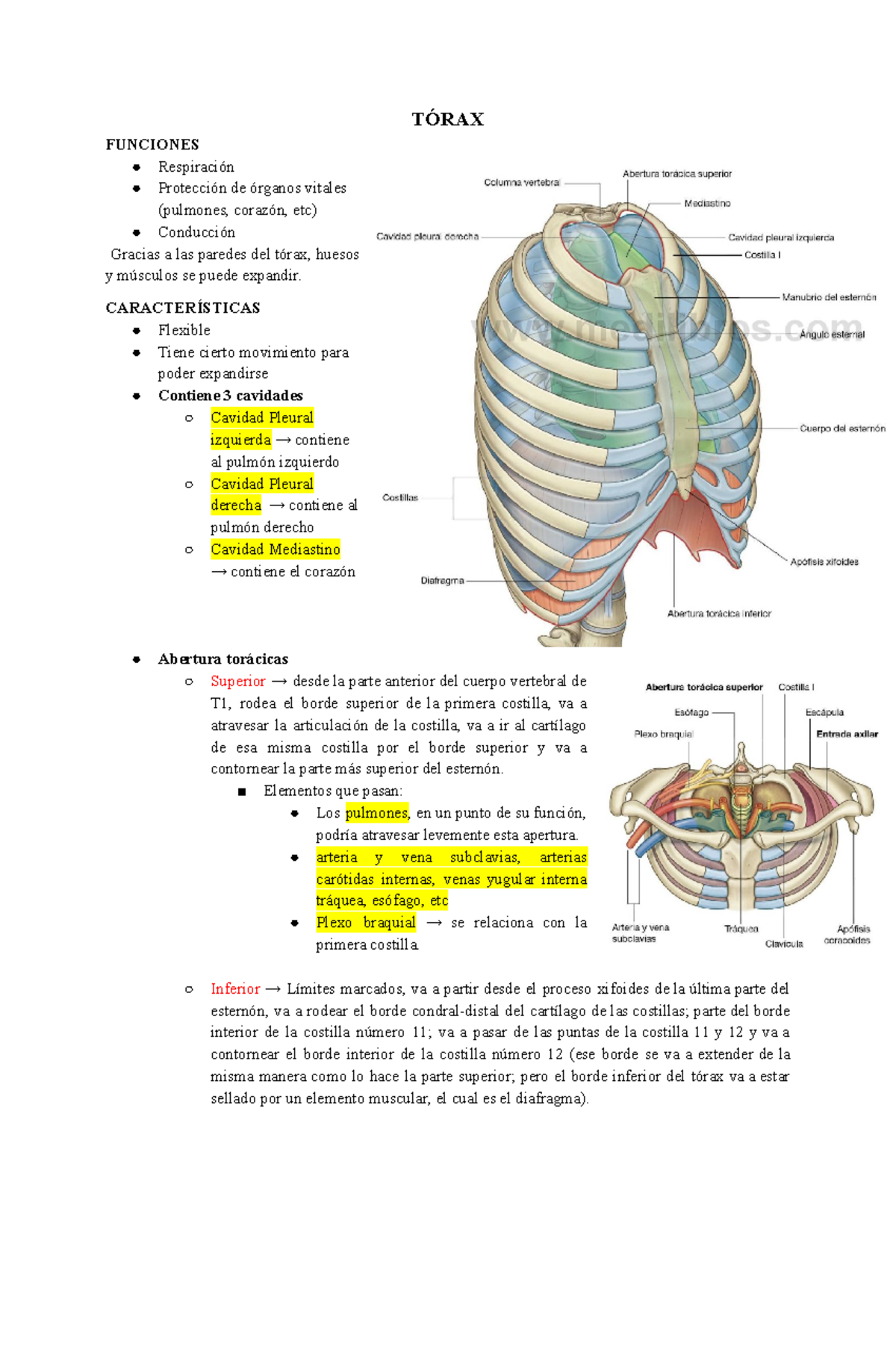 Torax - FUNCIONES de vitales (pulmones, etc) Gracias a las paredes del ...