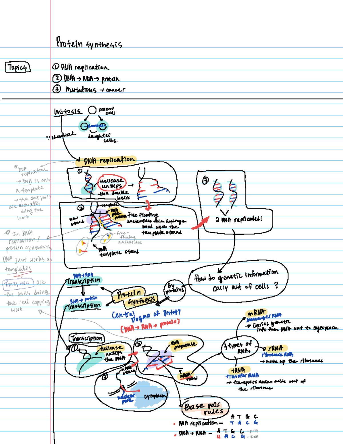 Protein synthesis+DNA replication notes - Proteinsynthesis ...