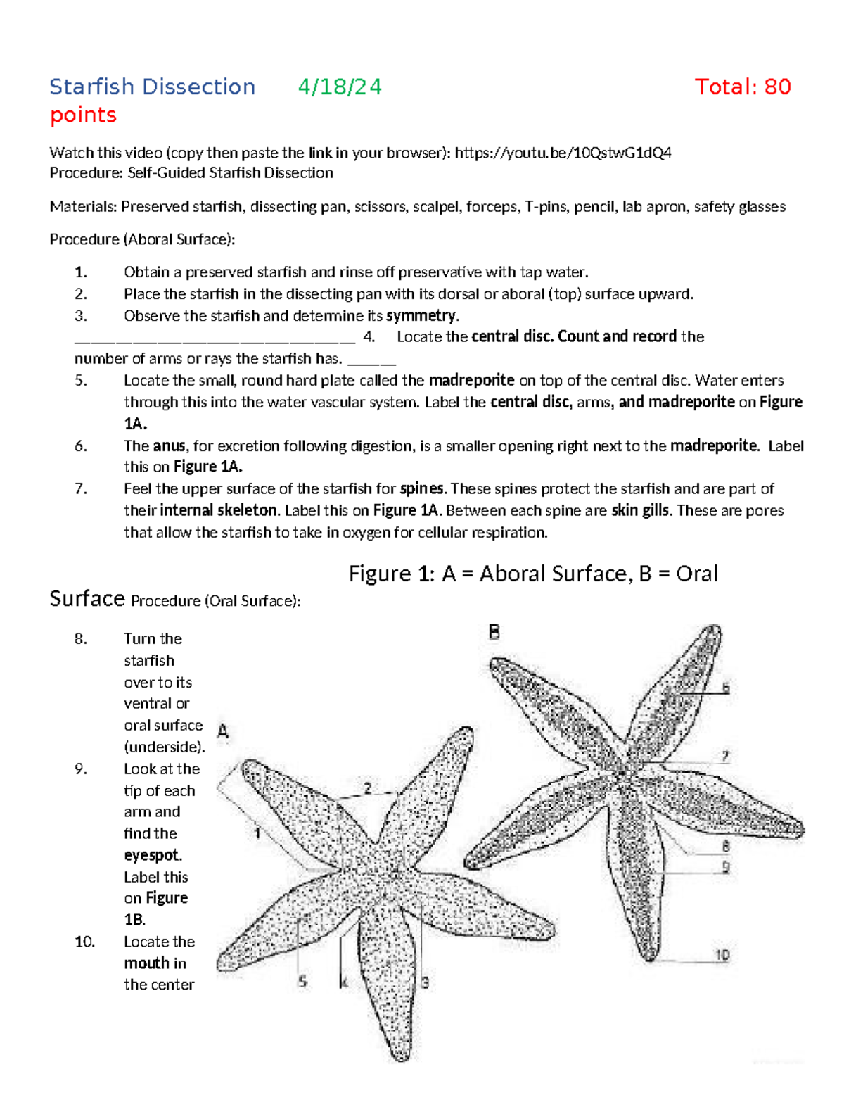 Lab 4.4- Starfish Dissection - Starfish Dissection 4/18/24 Total: 80 ...