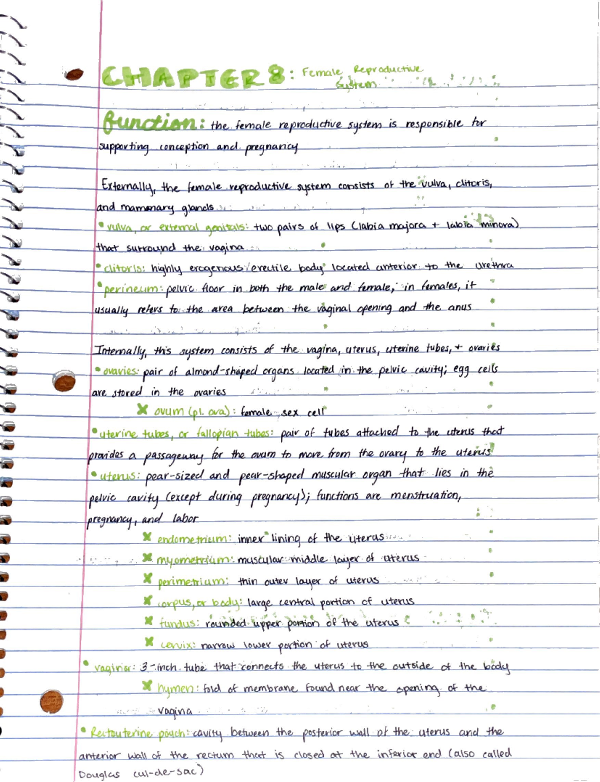 Chapter 8- Female Reproductive System - HSC 3531HB - Studocu