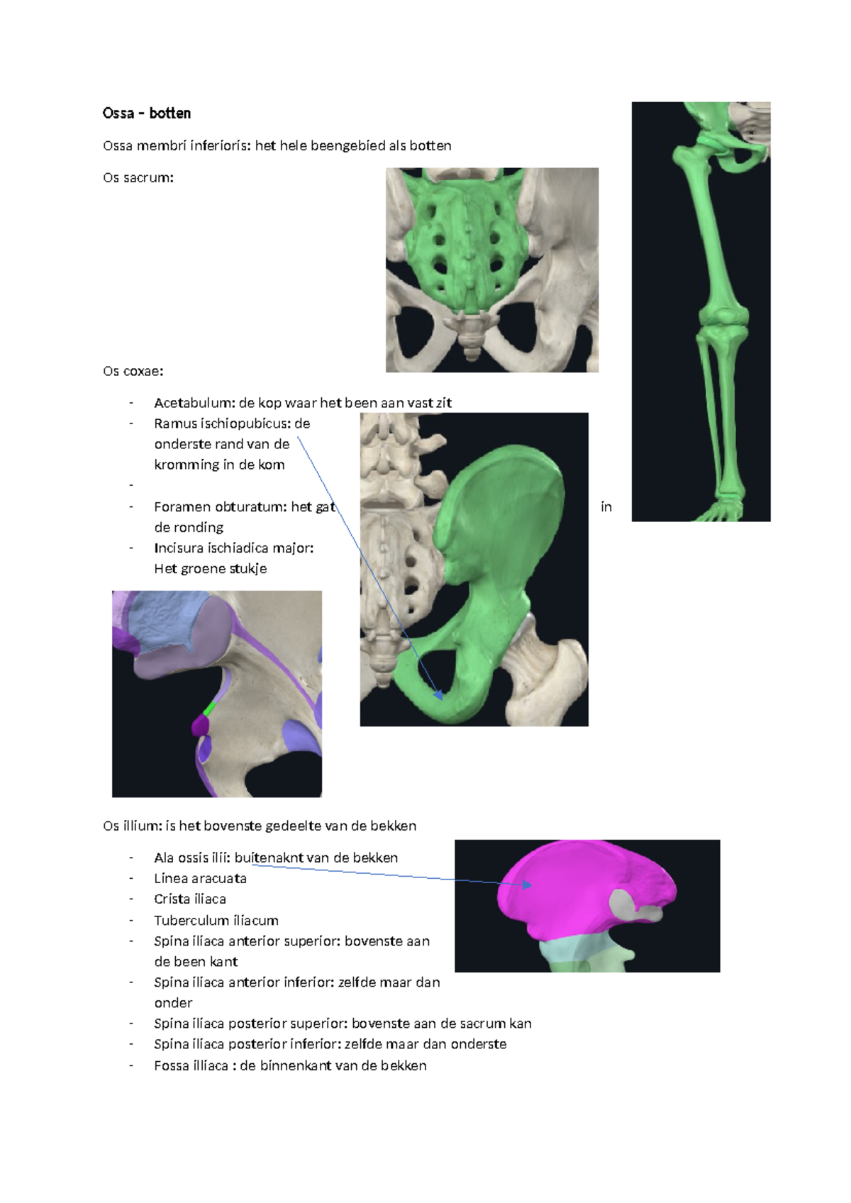 Deeltoets A dissectie been - Ossa – botten Ossa membri inferioris: het ...