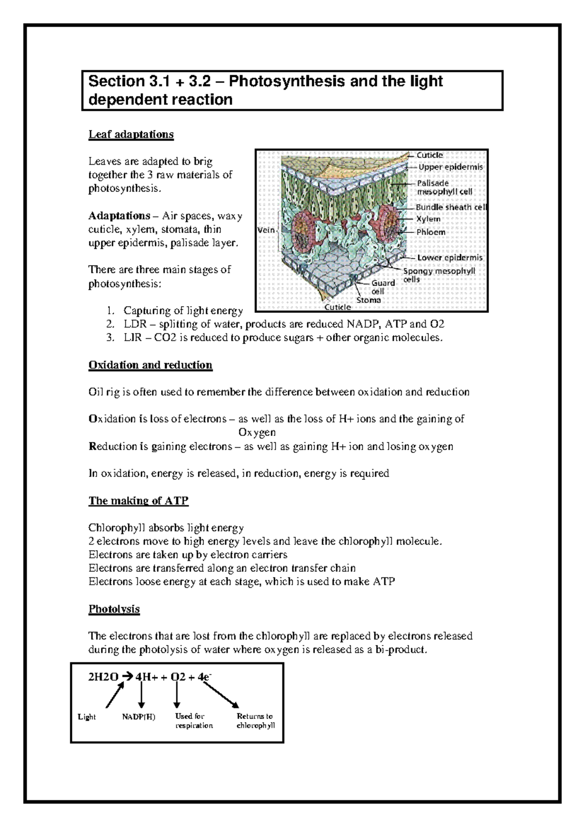 4.3 Photosynthesis - notes - Section 3 + 3 – Photosynthesis and the ...
