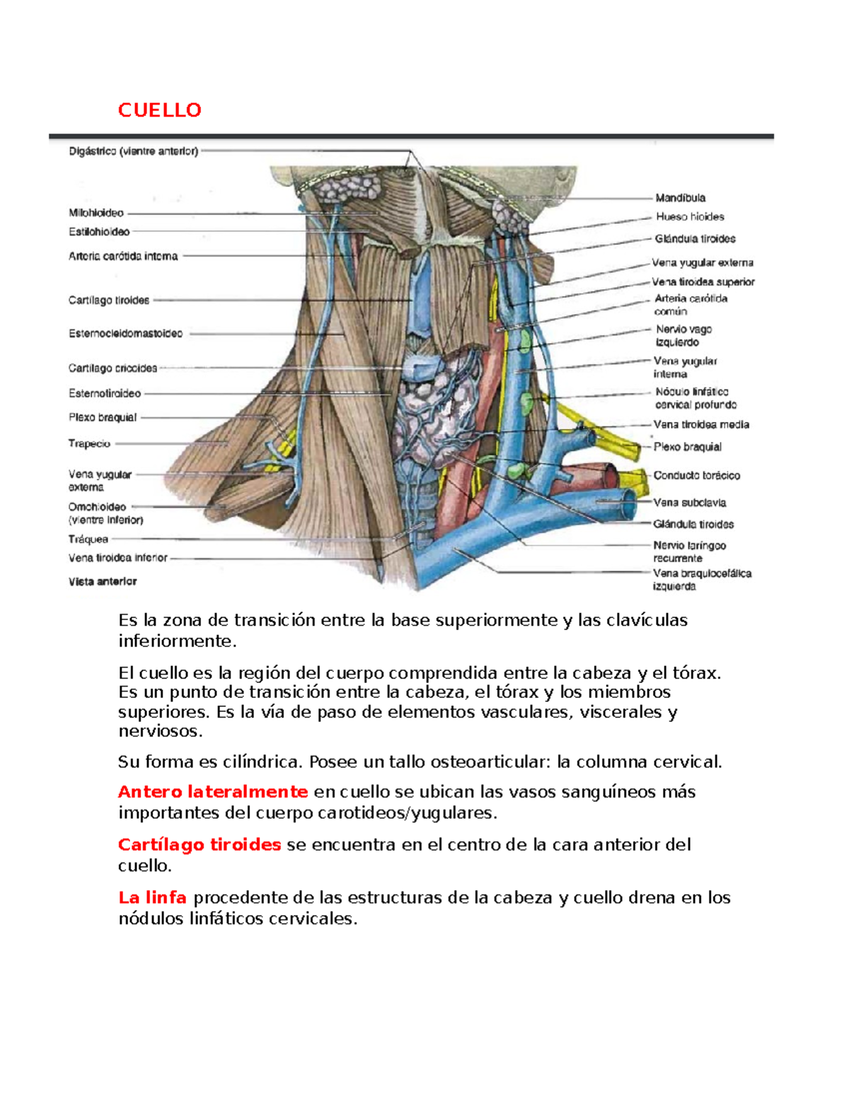 Estructuras del cuello - CUELLO Es la zona de transición entre la base ...