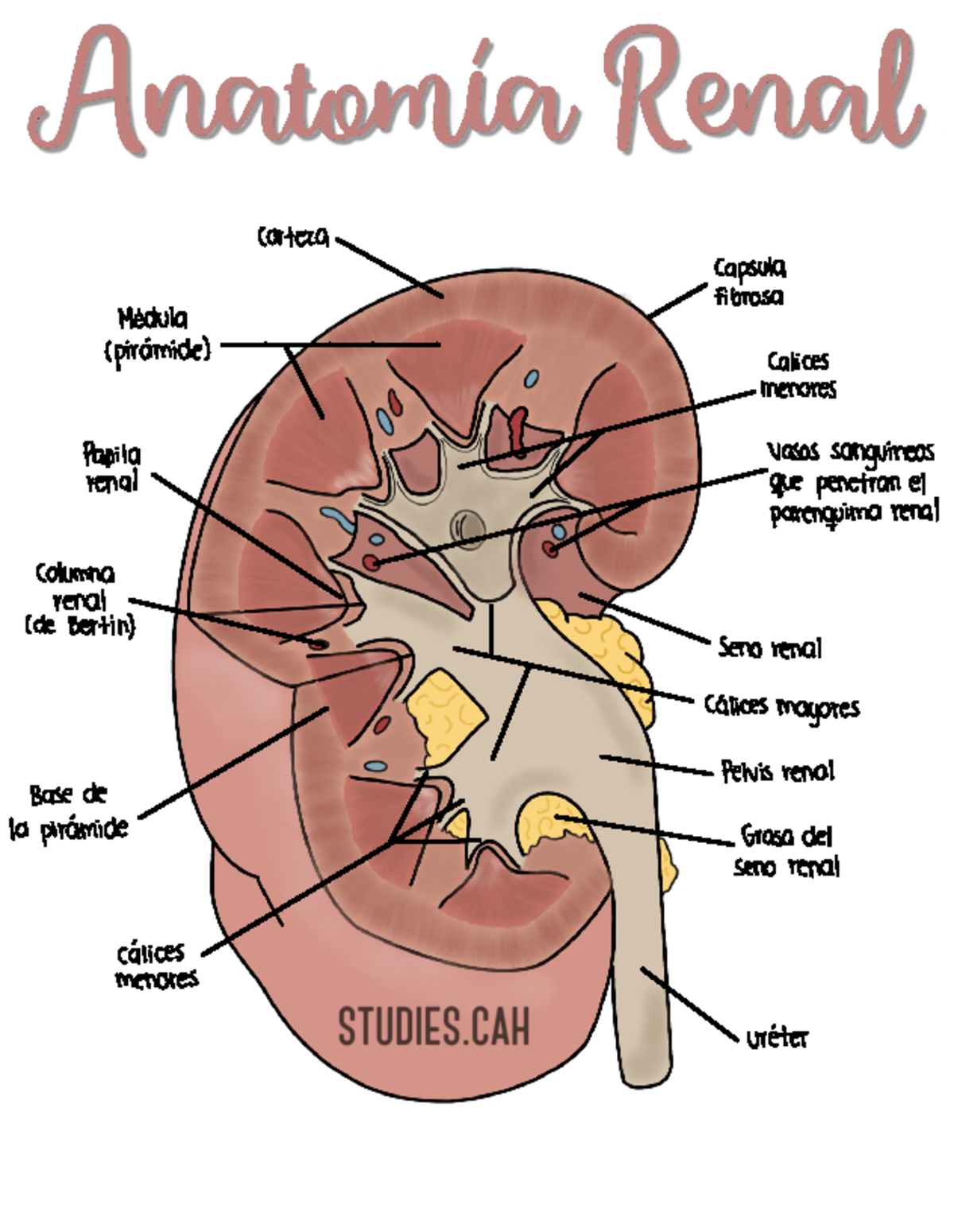 Anatomía renal - Bases Biologicas 3 - corteza - capsula Fibrosa Médula ...