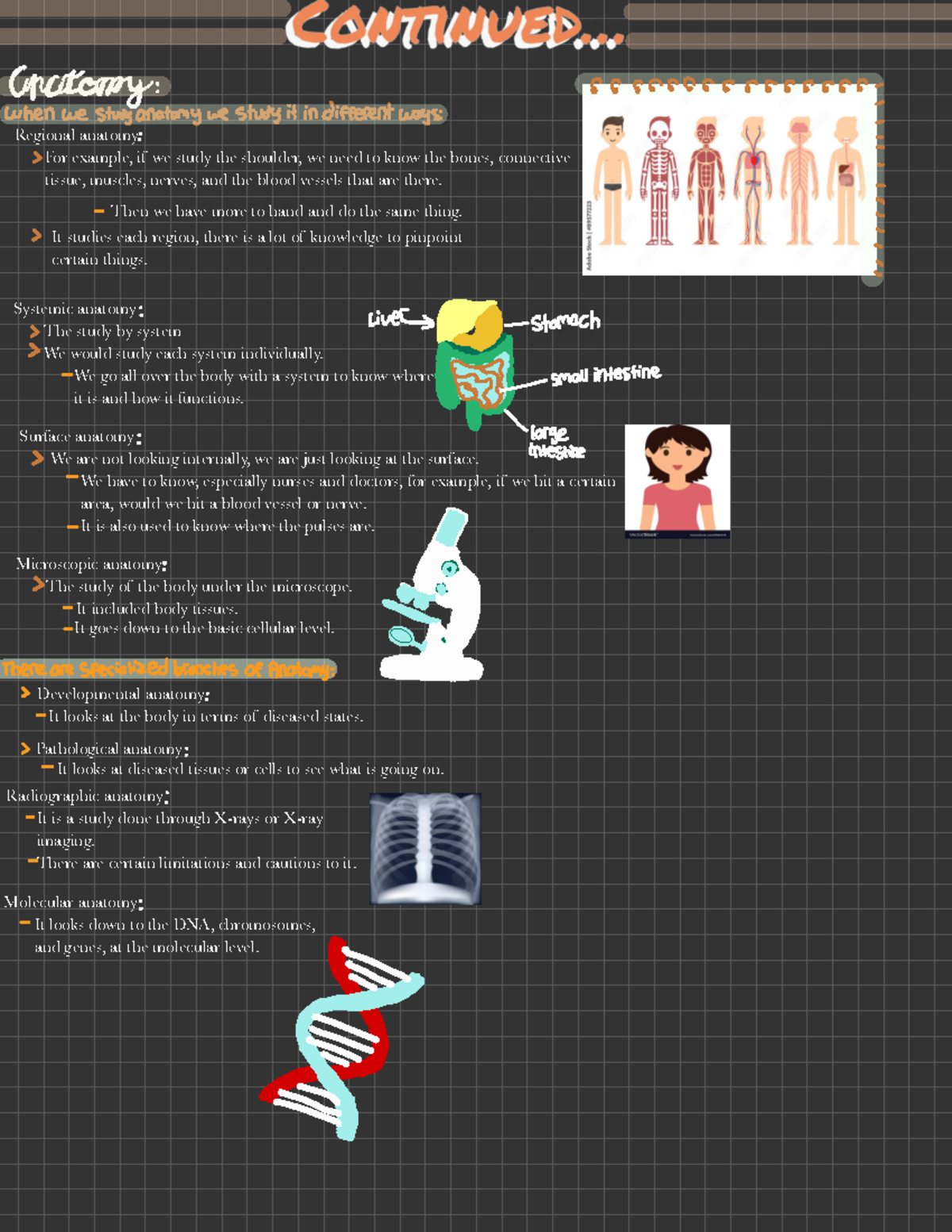 Anatomy And Physiology 1 -3 - Regional anatomy. For example, if we ...