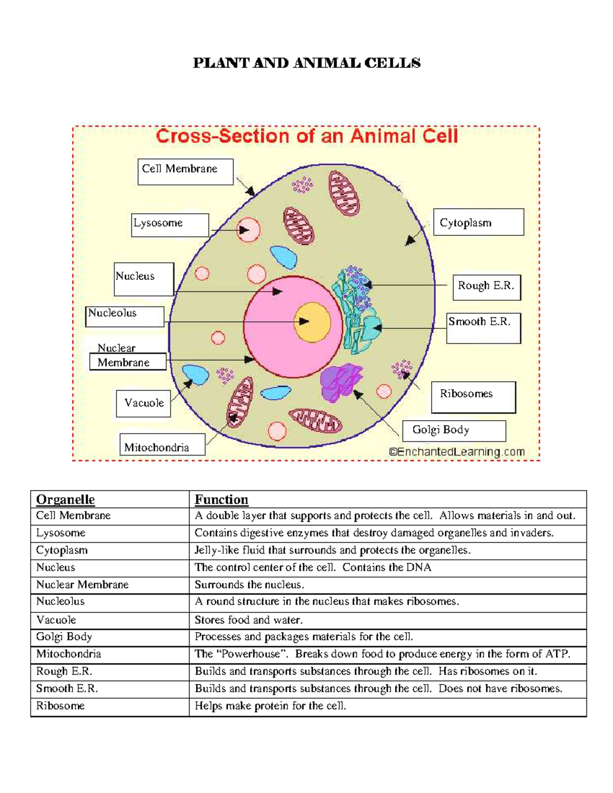 What are the functioning of plant and animal cells - PLANT AND ANIMAL ...