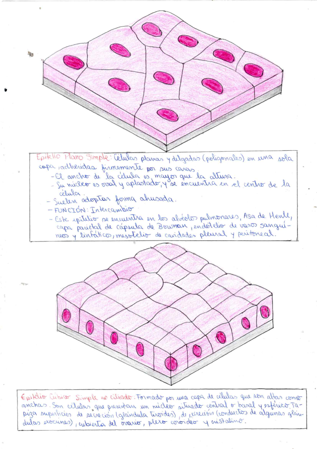 Histologia 1 - Dibujo de Epitelio Plano Simple - Epitelio Plano Simple: Celular planas y ...