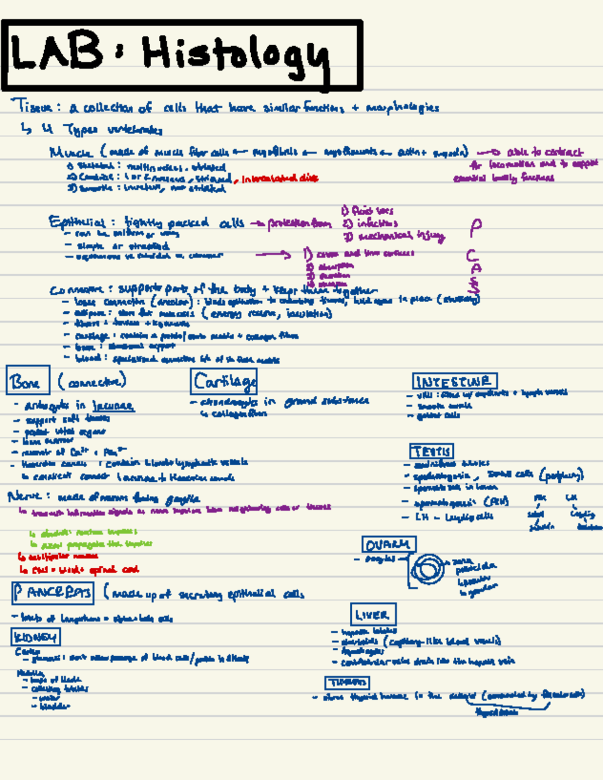 Lab Practical #3 Study Guide - LAR : Histology Tissue : a collection of ...