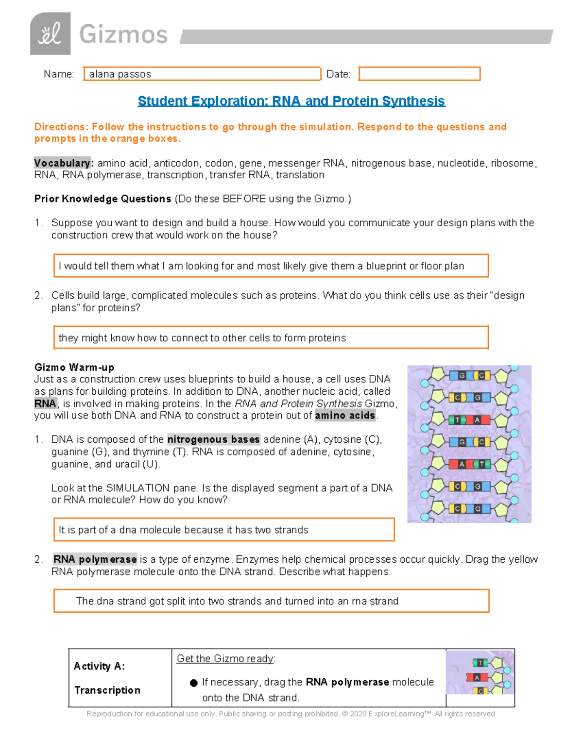 RNA Protein Synthesis Gizmos - Name: alana passos Date: Student ...