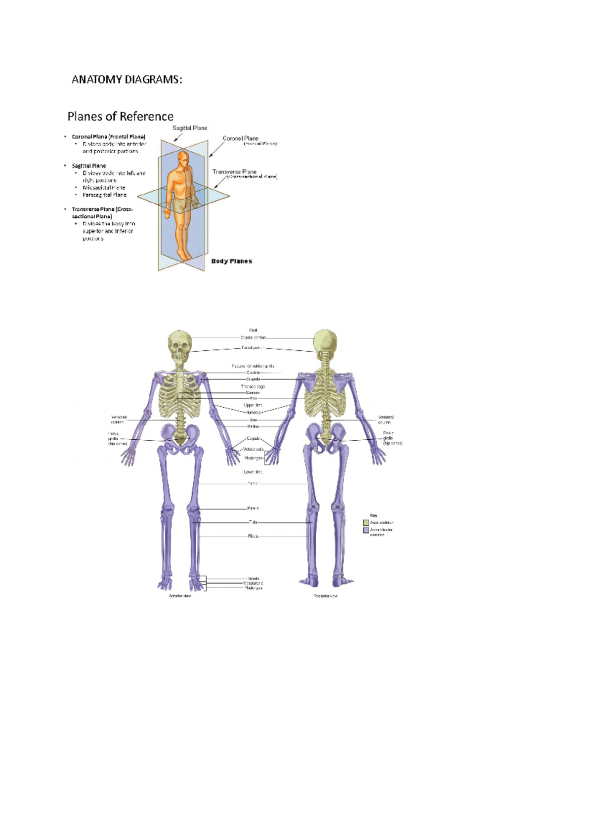 Anatomy Diagrams - dia - HUBS1105 - ANATOMY DIAGRAMS: BIOMED PART - Studocu