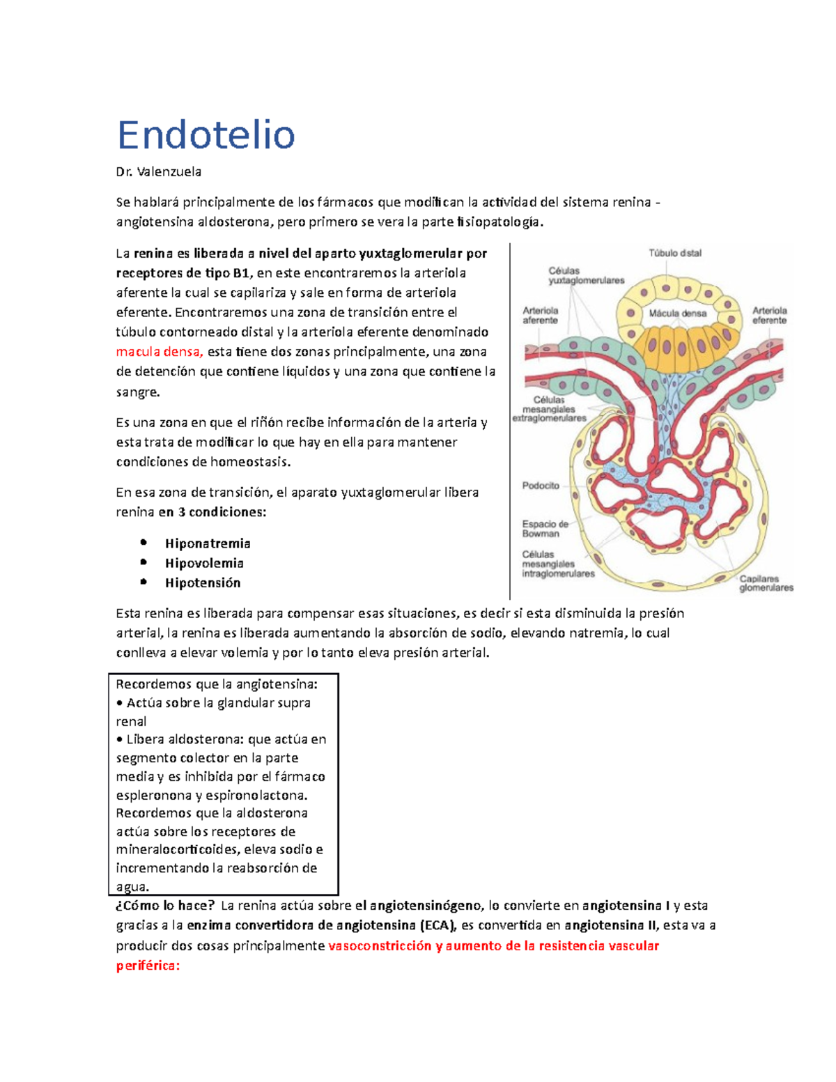 Endotelio - Resumen Patologia - Endotelio Dr. Valenzuela Se hablará ...
