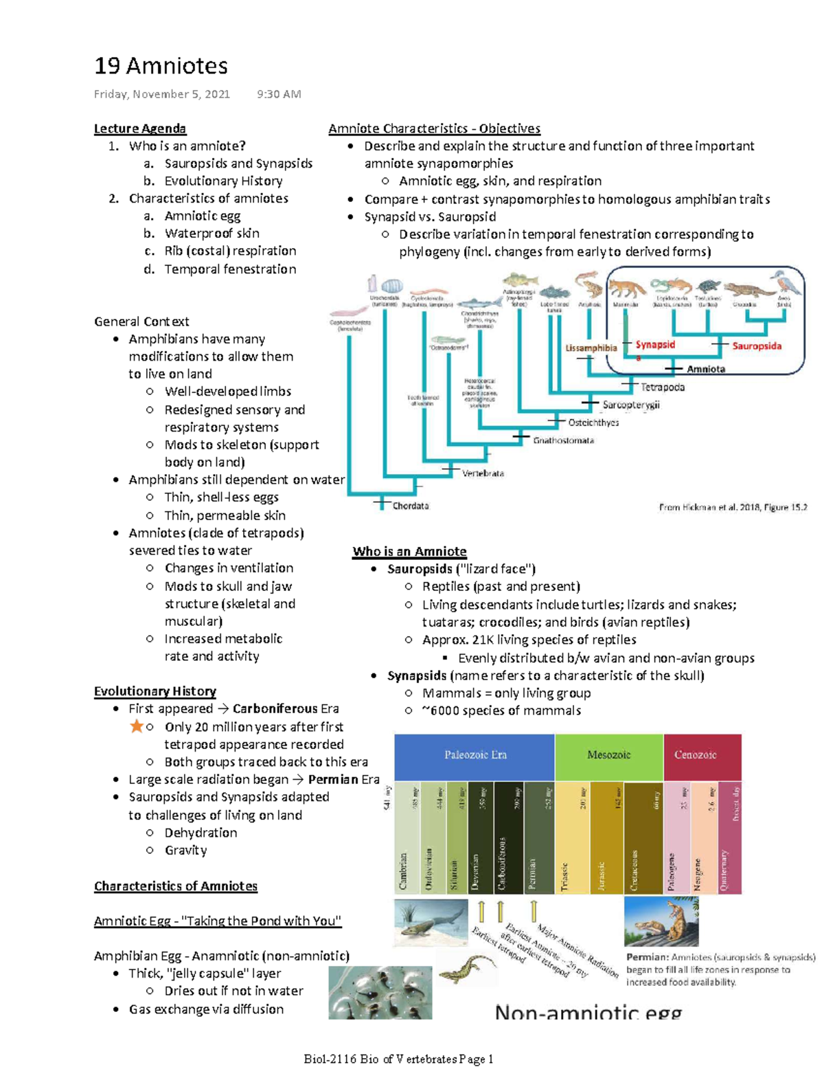 19 Amniotes - Lecture notes 19 - BIOL-2116 - U of W - Studocu