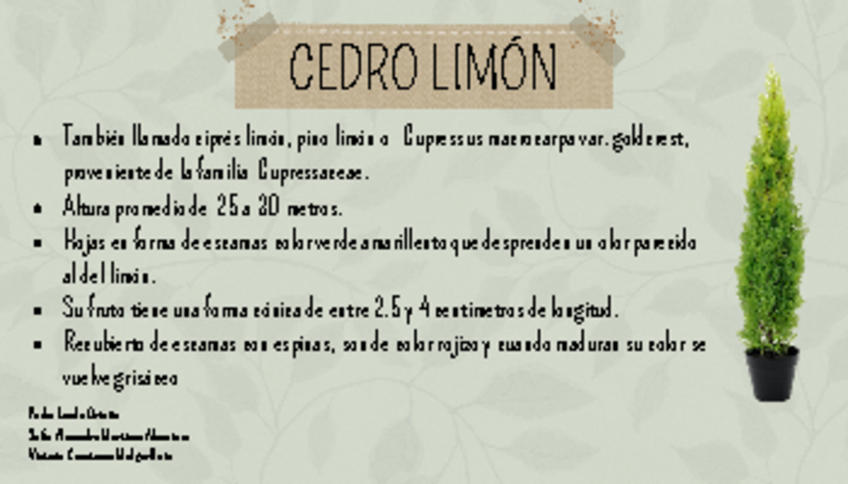 Cedro limón Ficha informativa y datos más relevantes del cedro limón e ...