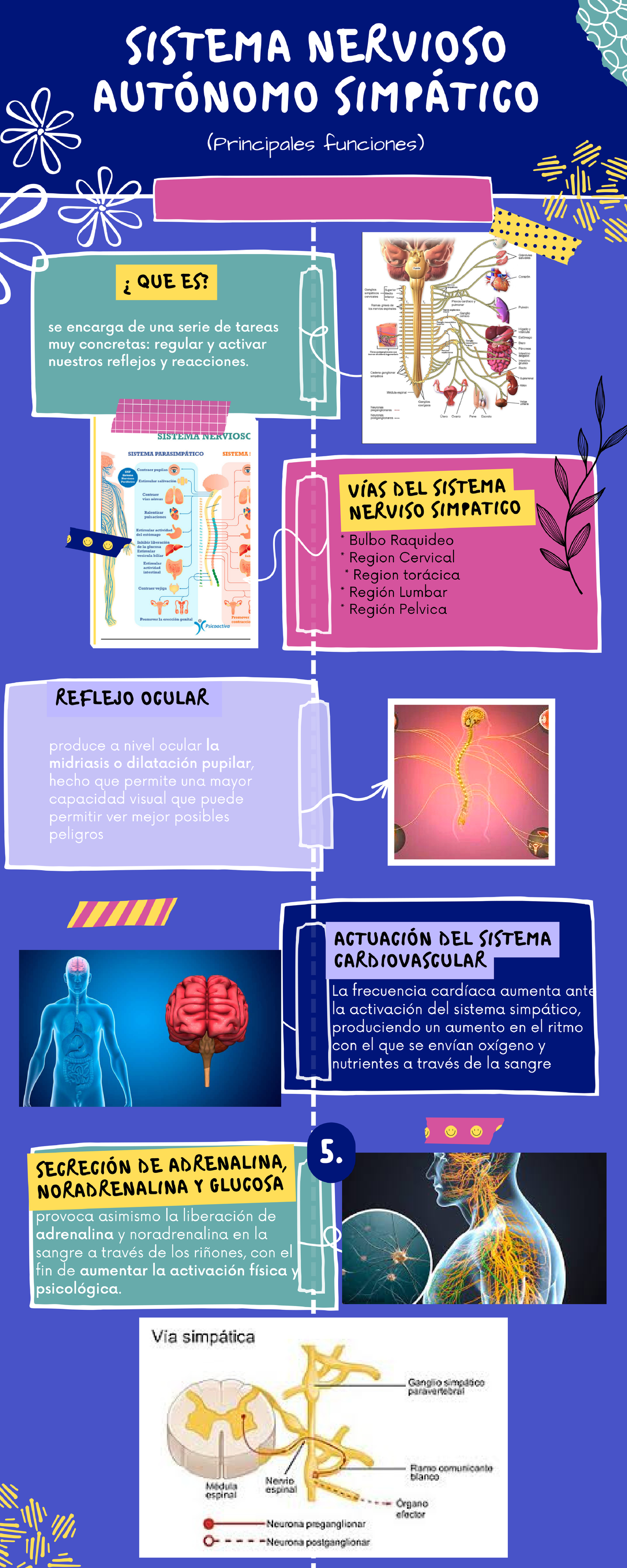 Infografía sistema simpatico - Organización y función del cuerpo Humano - Studocu