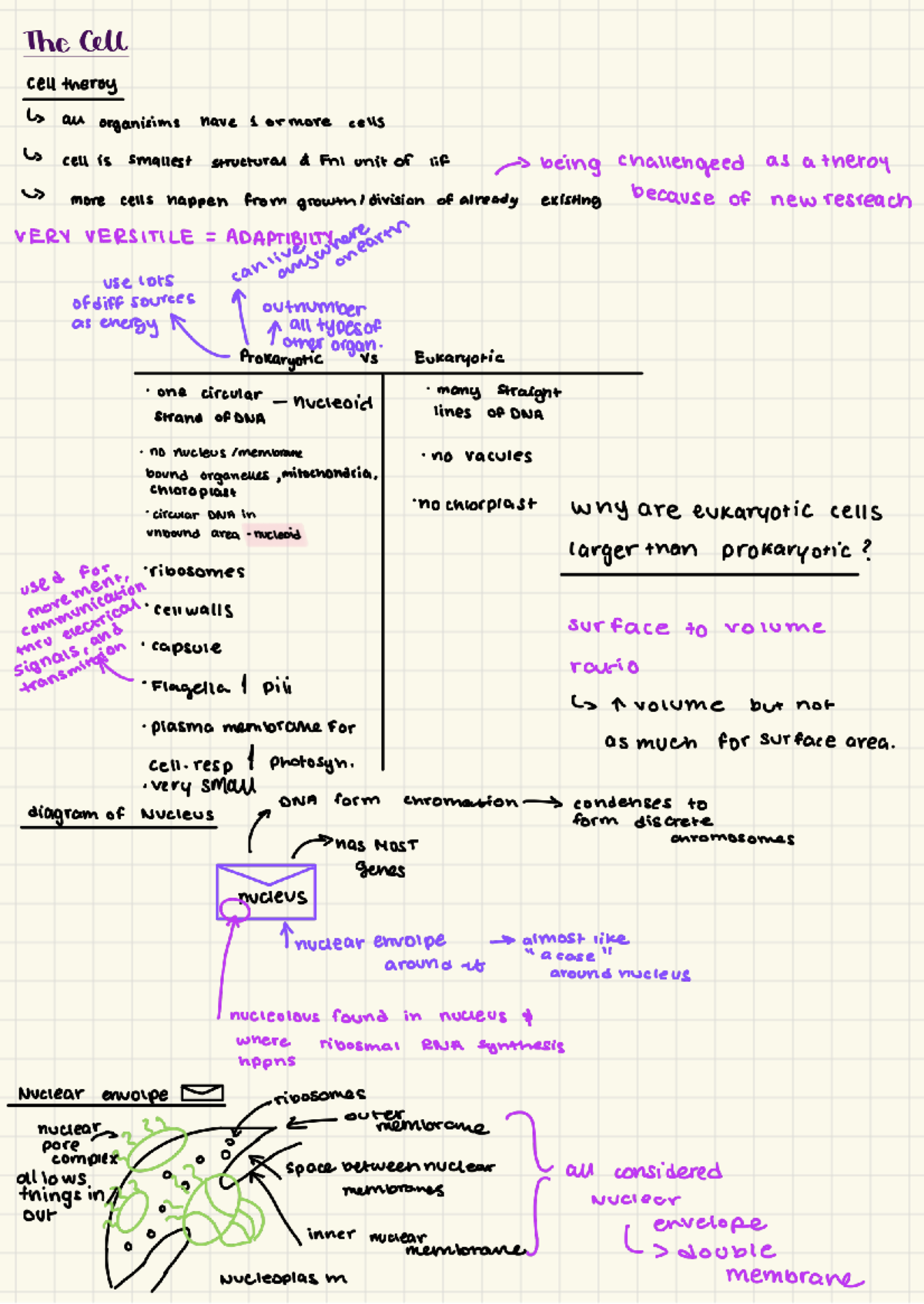 2-The cell - Chapter 2 notes from lecture and textbook - The Cell cell ...