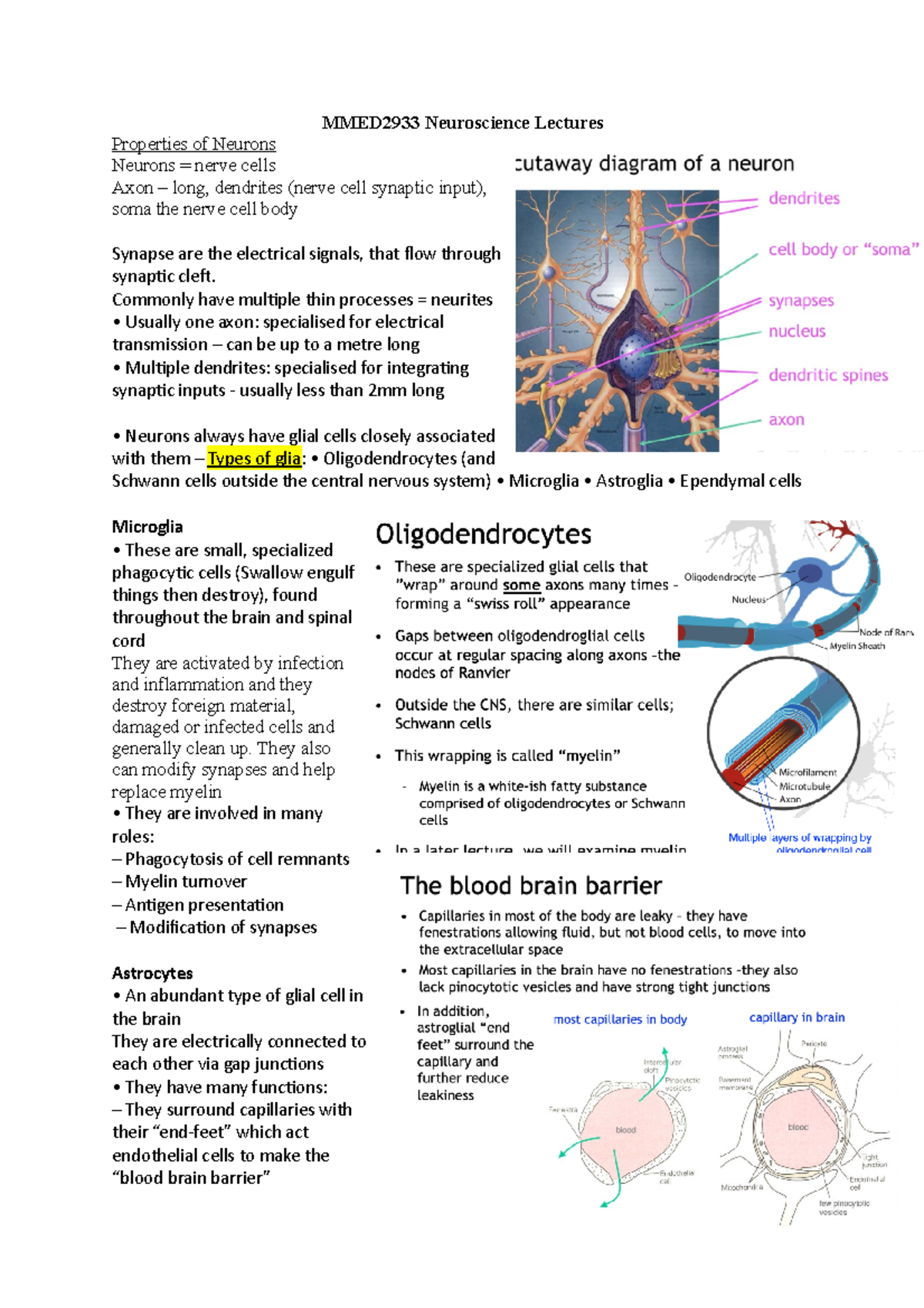 MMED2933 Neuroscience Lectures - MMED2933 Neuroscience Lectures ...