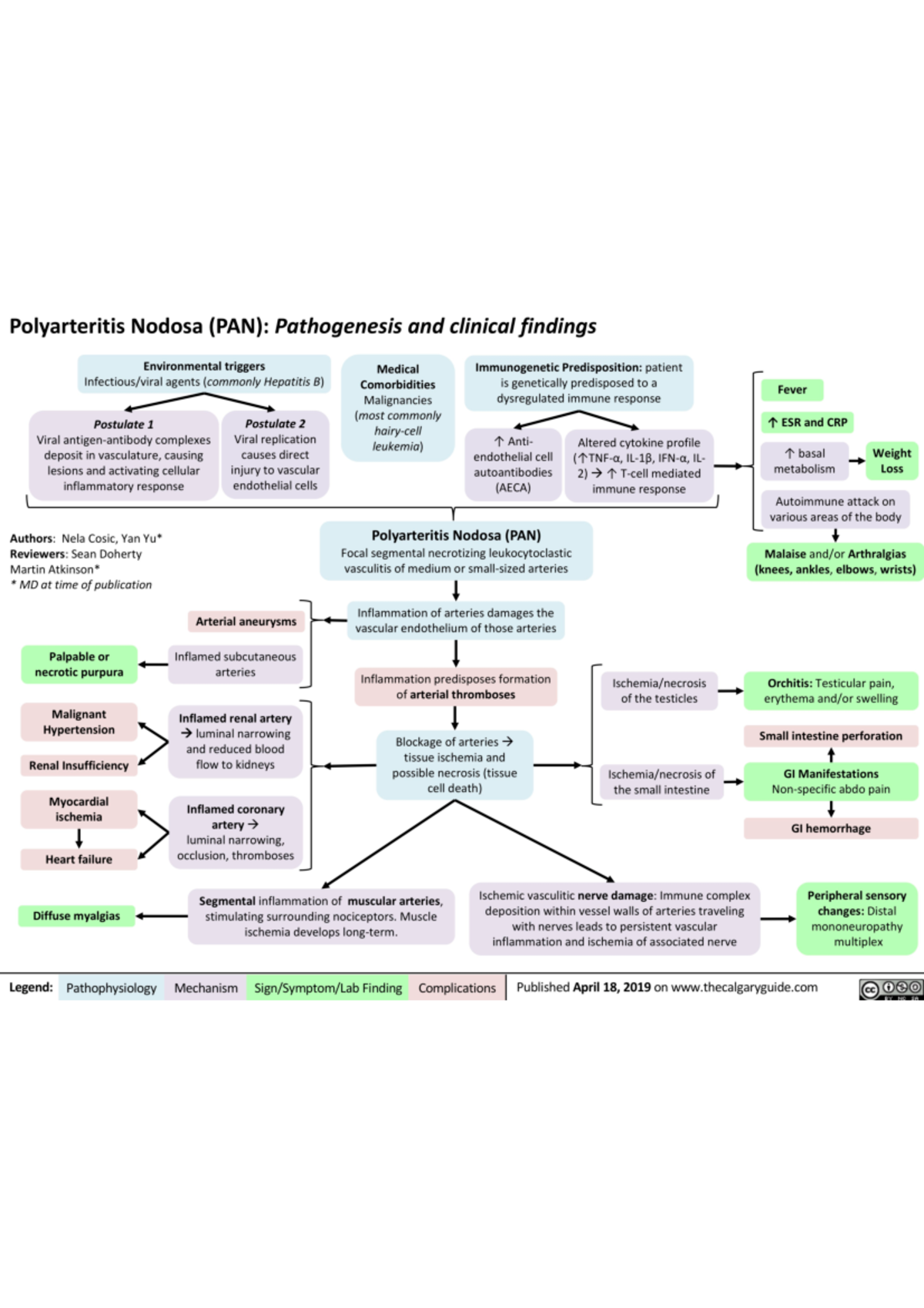 Polyarteritis Nodosa Pathogenesis and Clinical Findings - HLT54115 ...