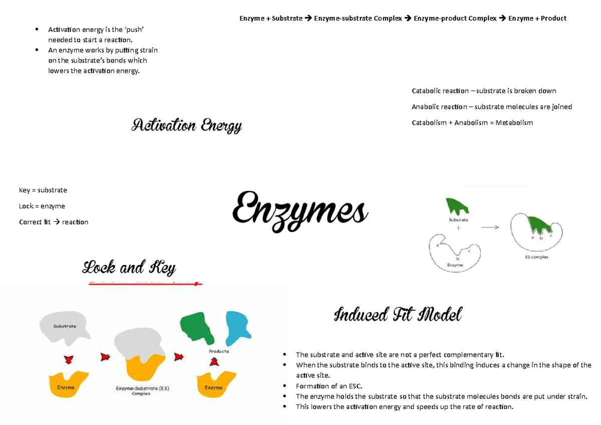 Enzymes mindmap - Activation energy is the ‘push’ needed to start a reaction. An enzyme works by ...