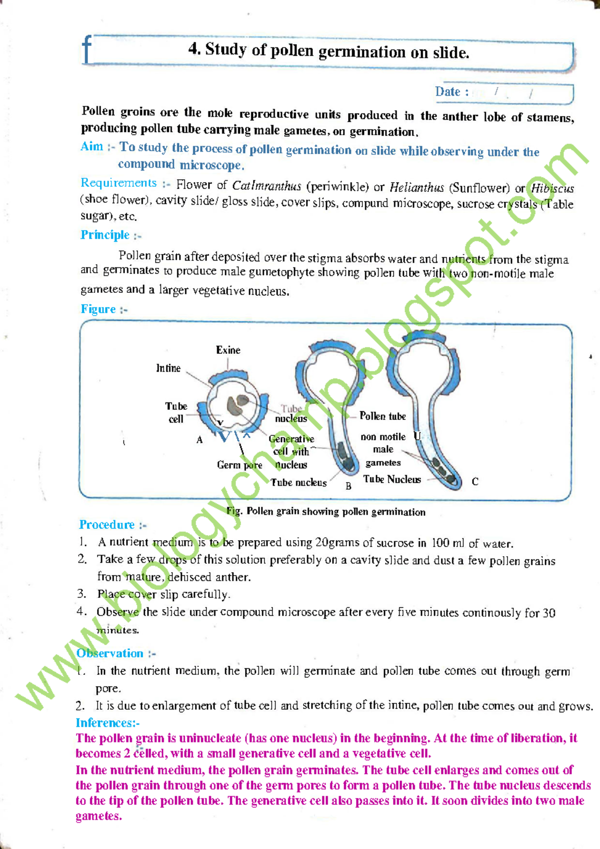practice sheet of biology - f Intine Tube v ####### V " ^ Generative ...