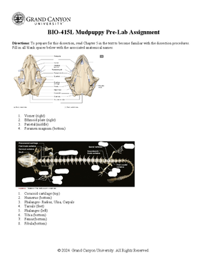 Dogfish Dissection- Lab - Dogfish Dissection – Telencephalon: The ...