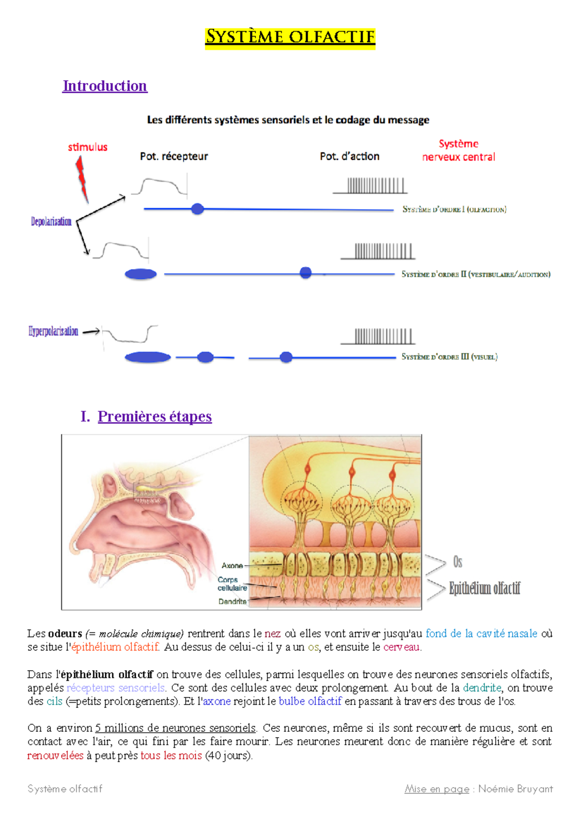Neurosciences - Olfactif - Système olfactif Introduction I. Premières ...