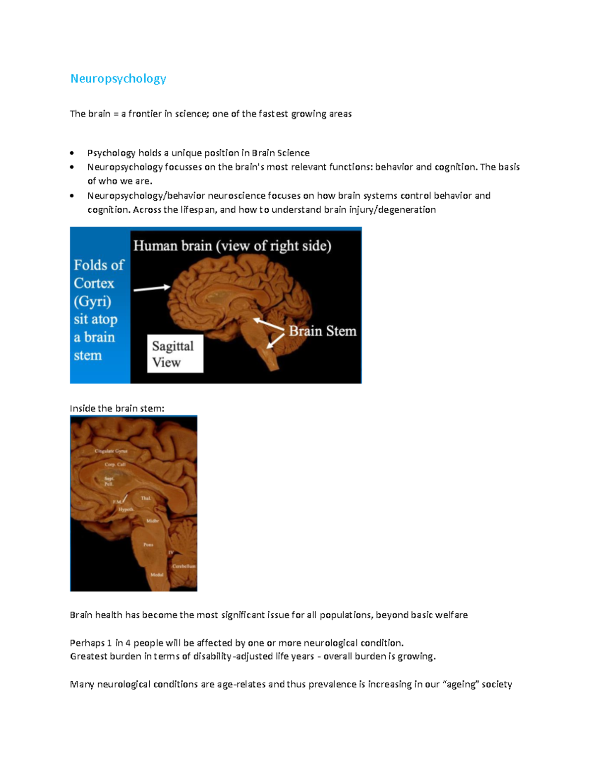 brain structures and organisation - Neuropsychology The brain = a ...