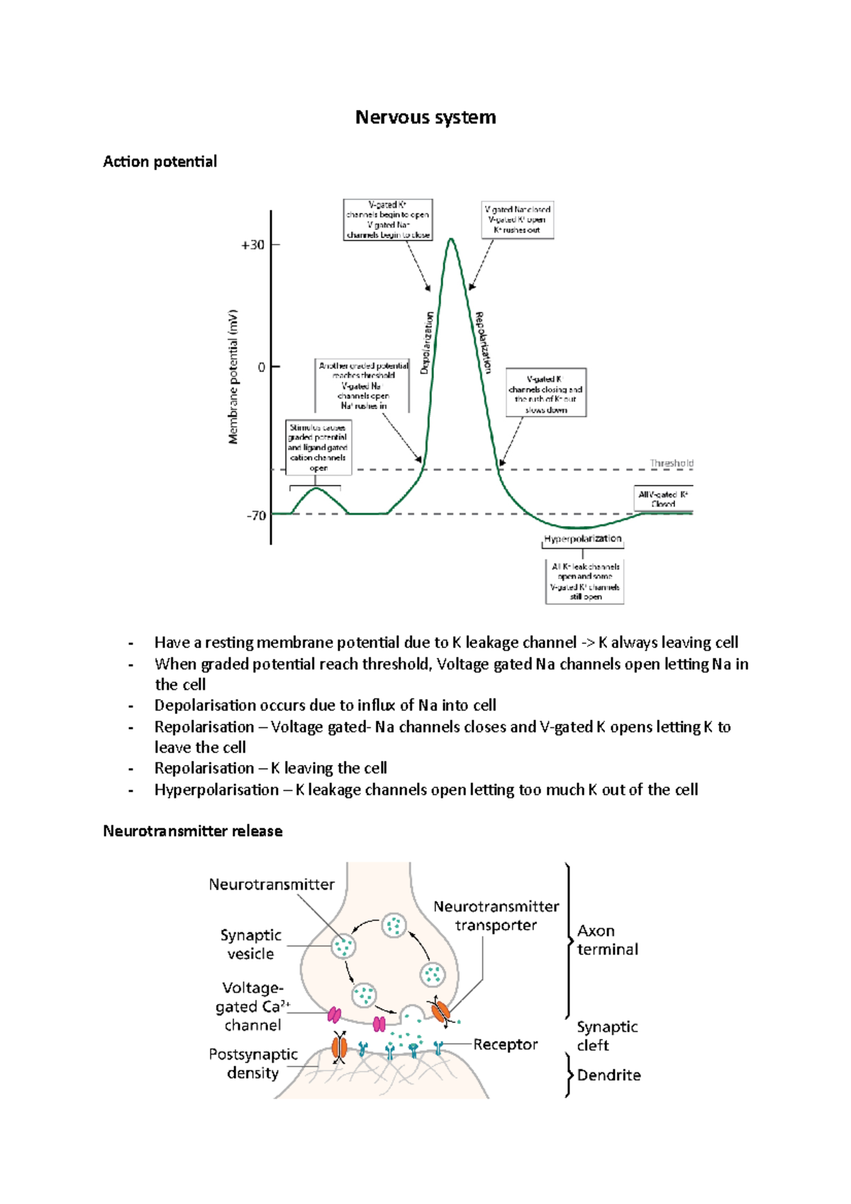 Reviewer - Lecture notes 1-6 - Nervous system Action potential Have a ...