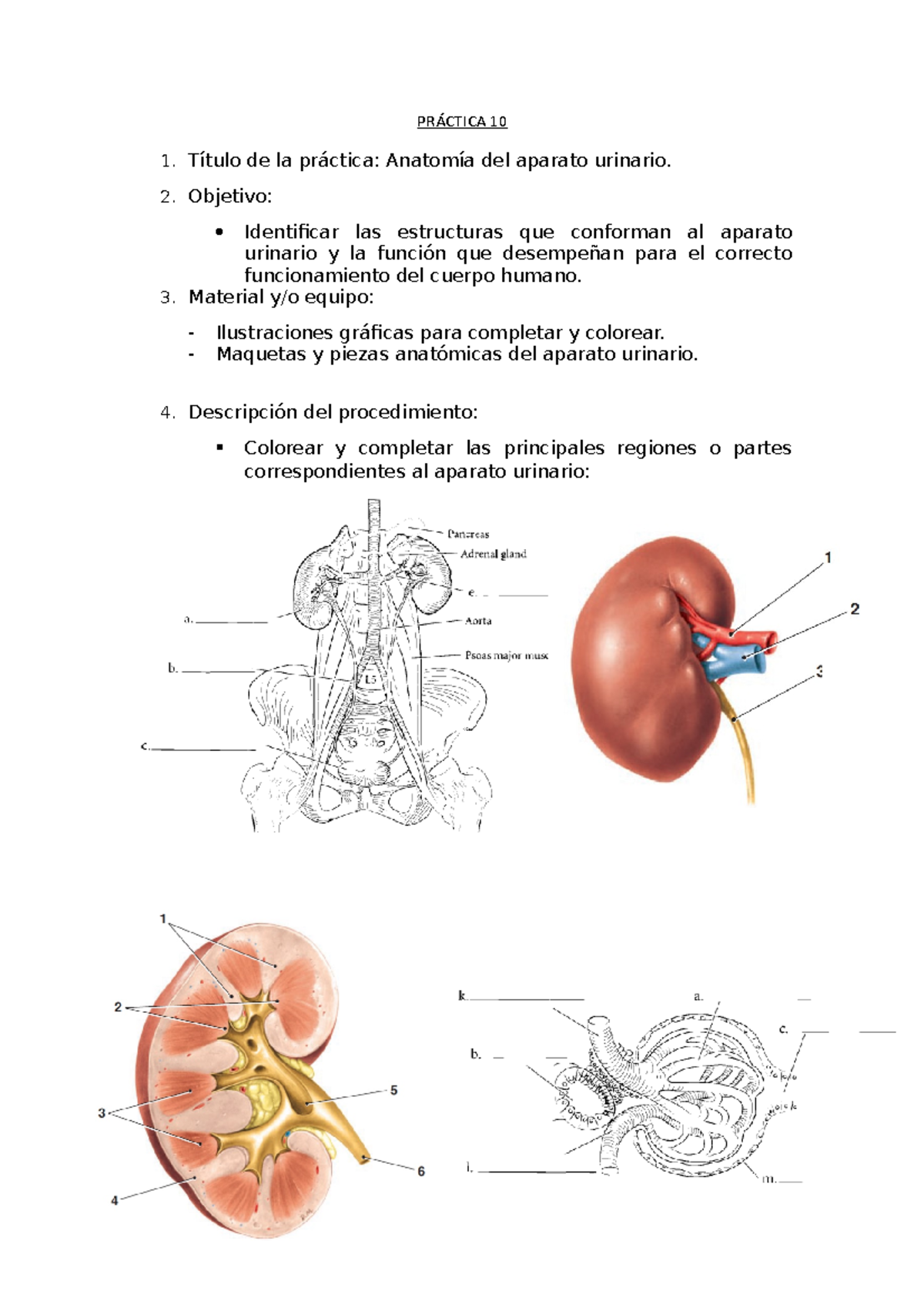 Práctica 10 - Anatomía renal - PRÁCTICA 10 1. Título de la práctica: Anatomía del aparato ...