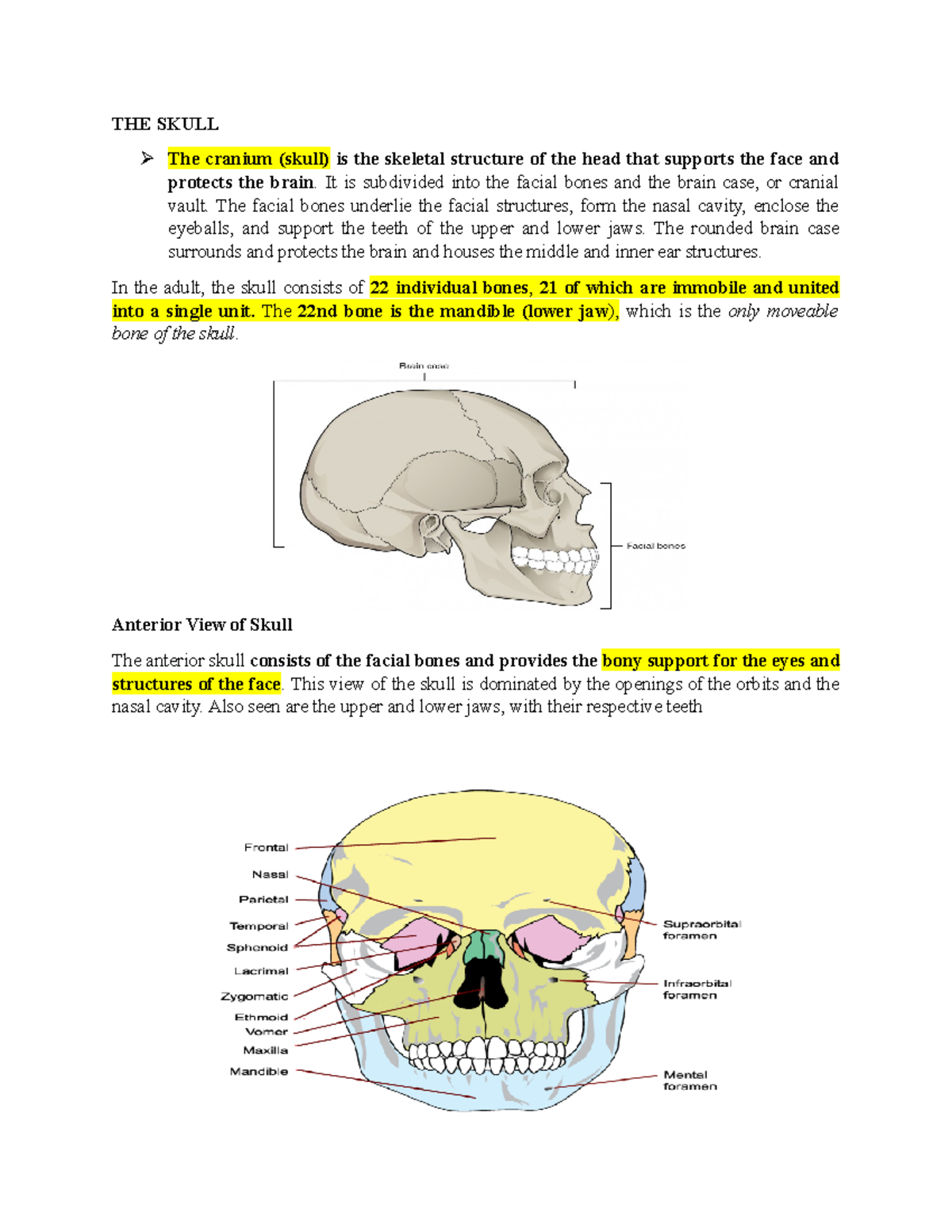 THE Skull Anaphy LAB 09 03 21 - THE SKULL The cranium (skull) is the ...