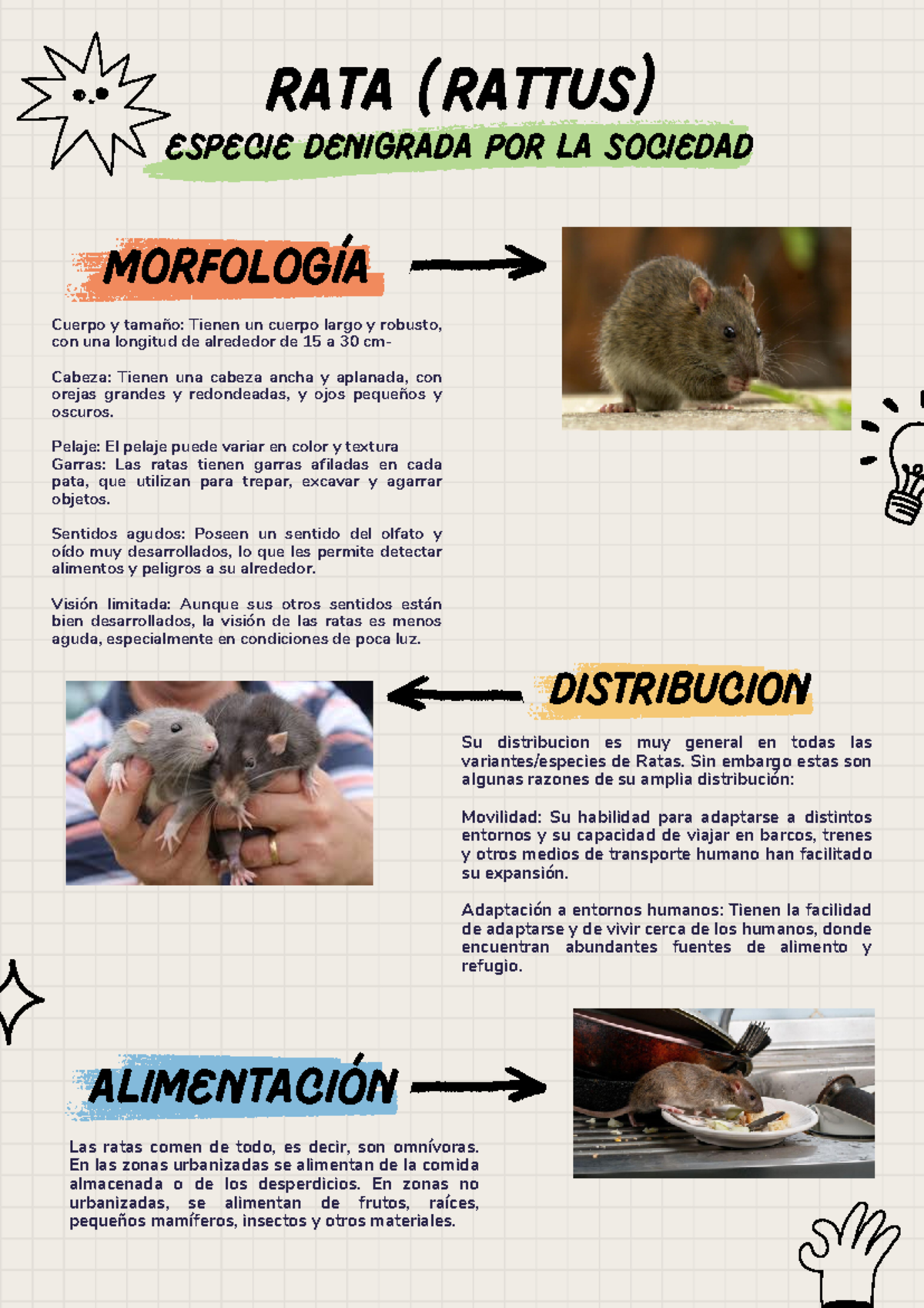 Rata (Rattus) Morfología, Distribución, Alimentación, Reproducción y ...