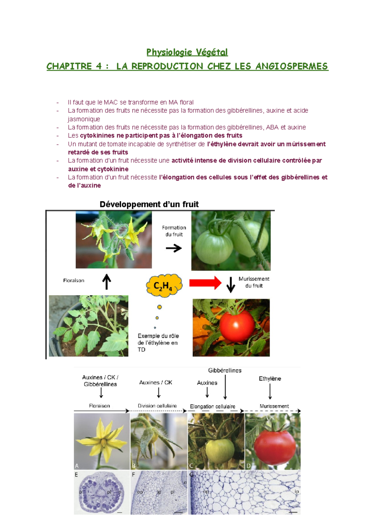 4 LA Reproduction CHEZ LES Angiospermes - Physiologie Végétal CHAPITRE ...