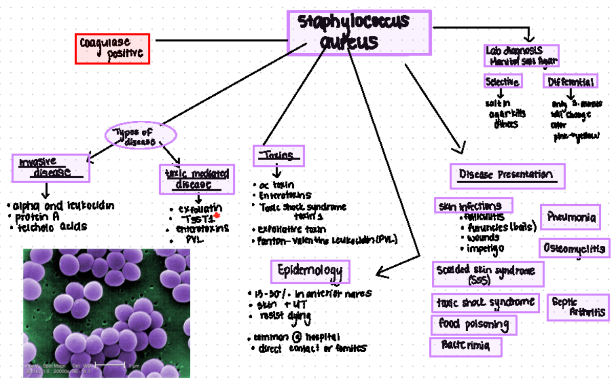 Staph Aureus - Bacteria - Staphylococcus coagulase aureus positive ab ...