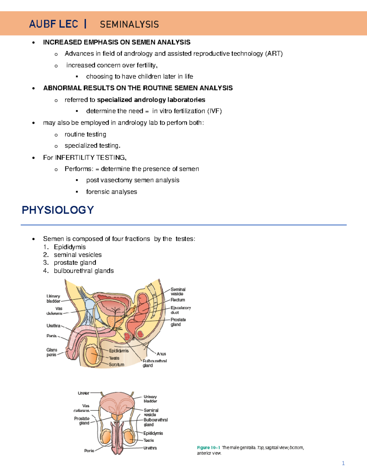 AUBF LEC Module 10 Seminalysis - • INCREASED EMPHASIS ON SEMEN ANALYSIS ...