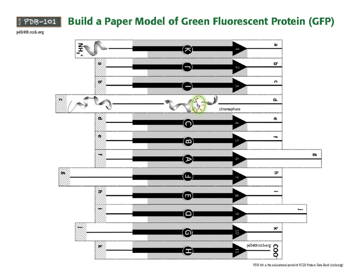 Proteína Green Fluorescent Protein - Boquimica 1 - pdb101.rcsb ...