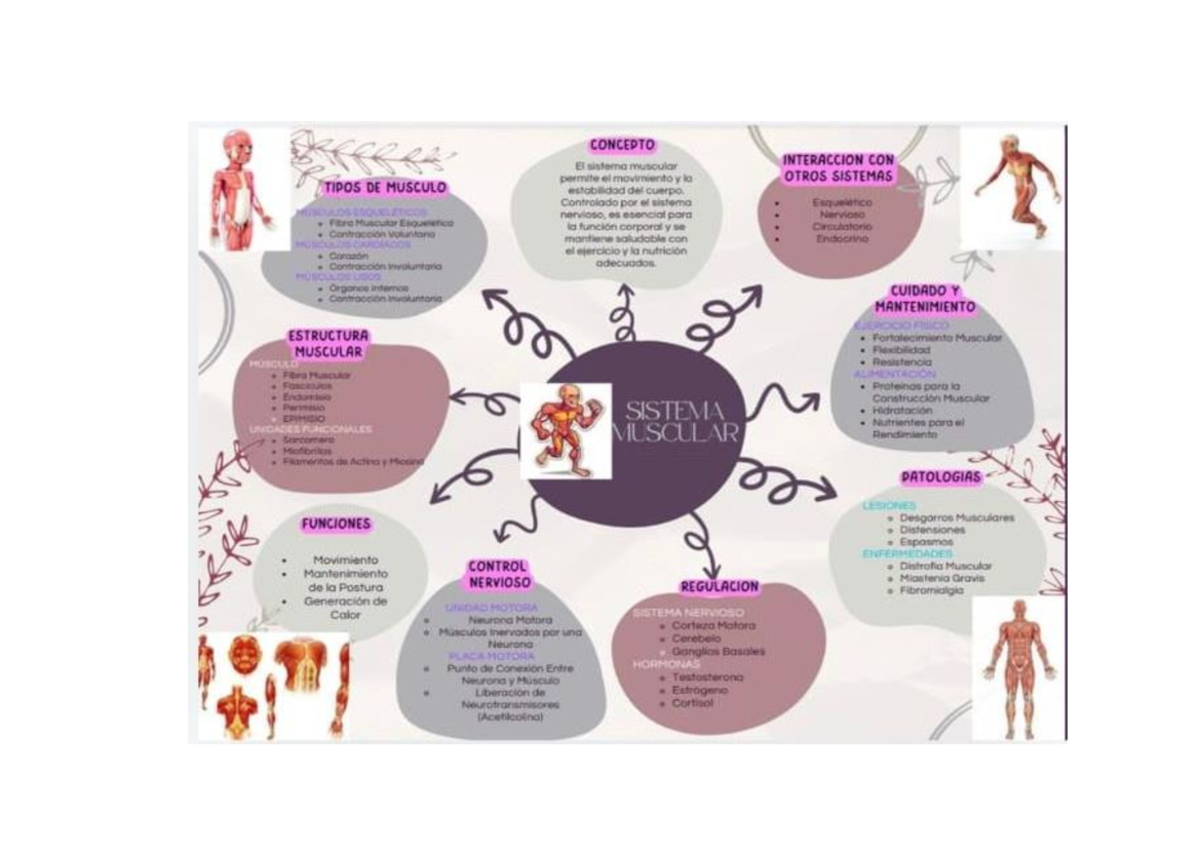 Sistema Muscular - mapa conceptual - CONCEPTO INTERACCION CON El ...