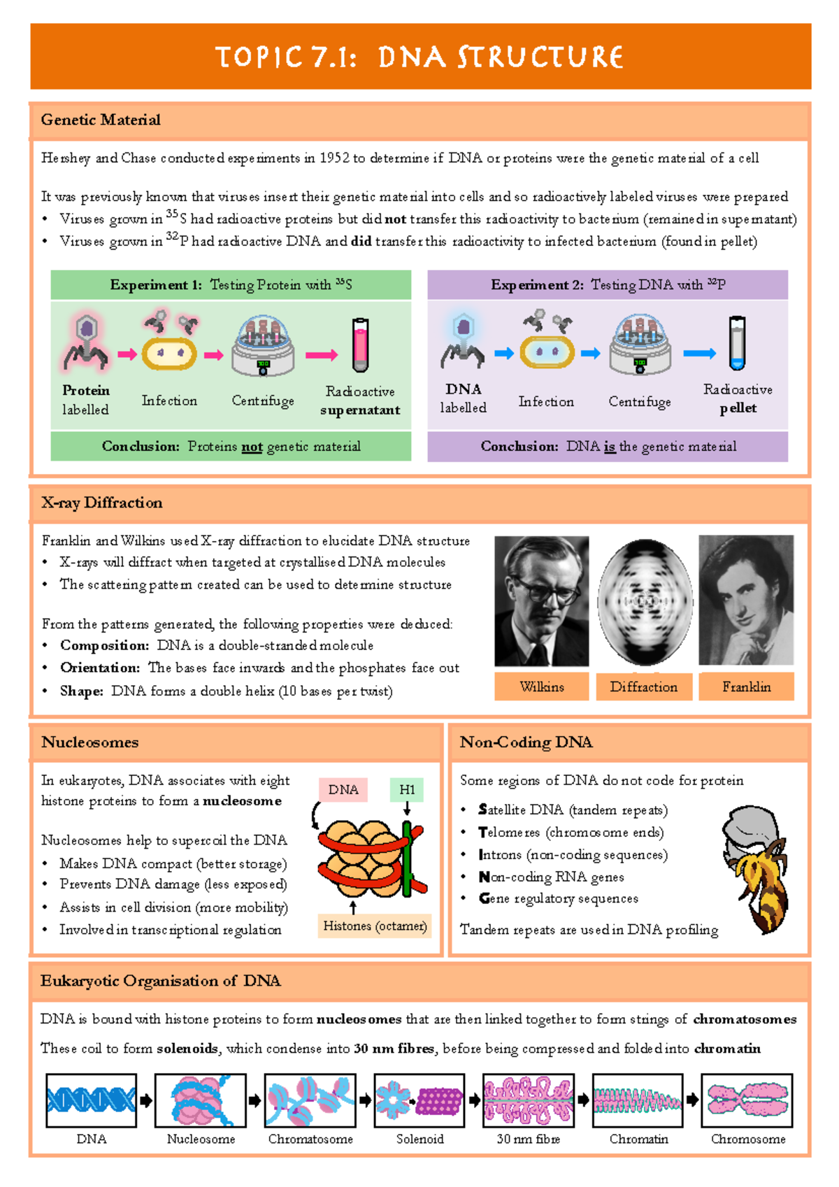 7.1 DNA Structure - Notes - Topic 7: DnA STRuCTuRE Genetic Material ...