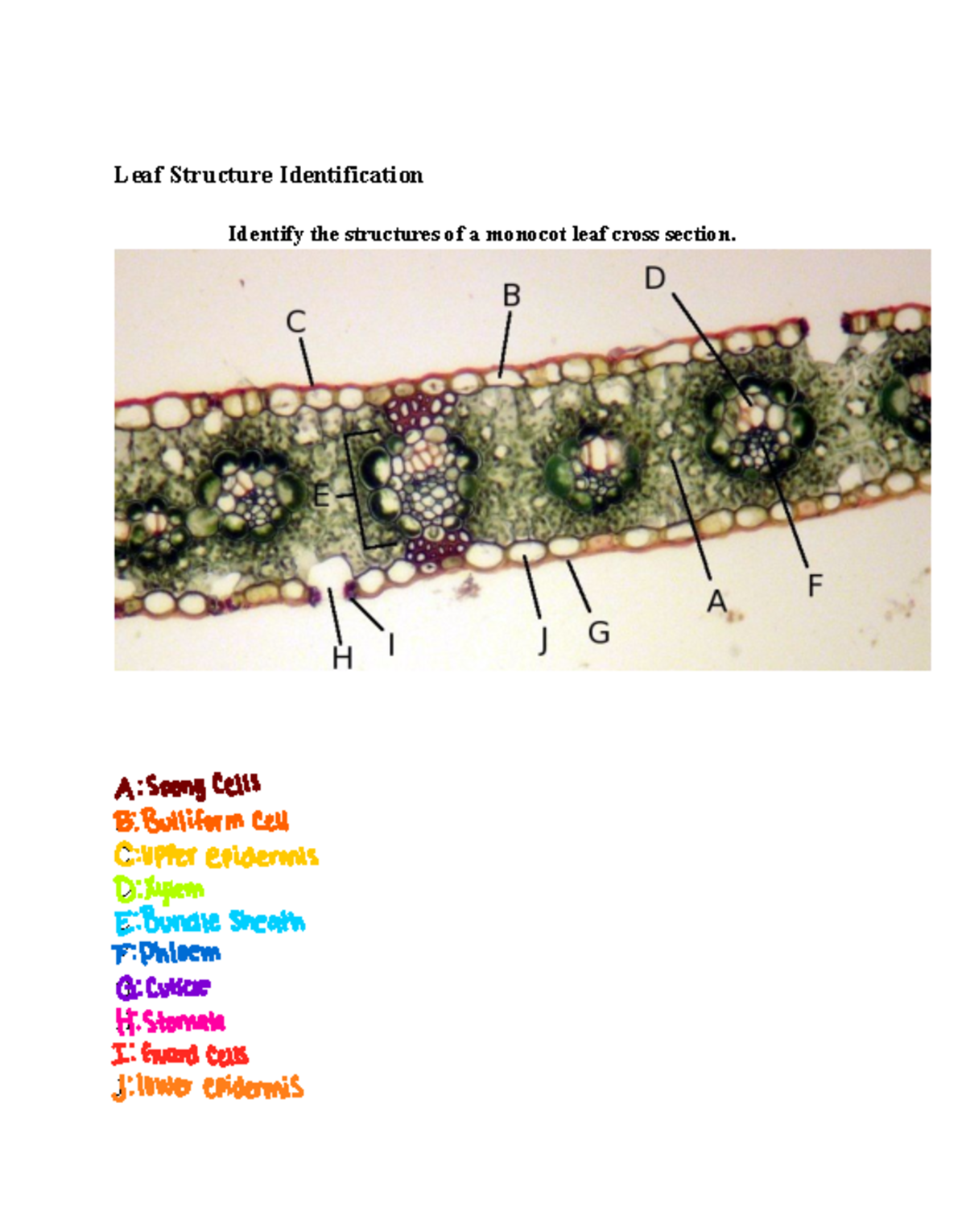 Leaf Structure Identification Activity answer key - Leaf Structure ...