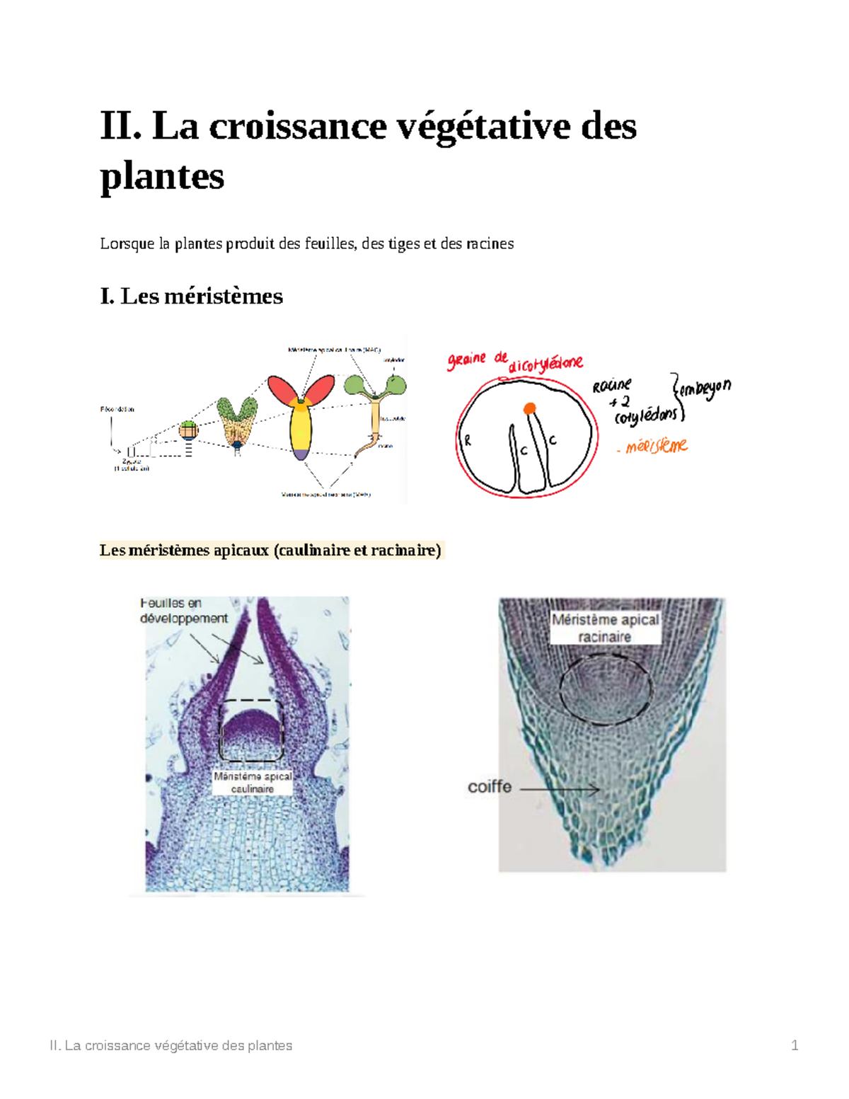 La croissance végétative des plantes - II. La croissance végétative des ...