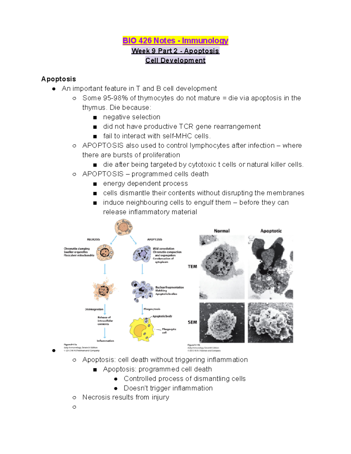 BIO 426 Week 9 Lecture Part 2 - Apoptosis - BIO 426 Notes - Immunology ...